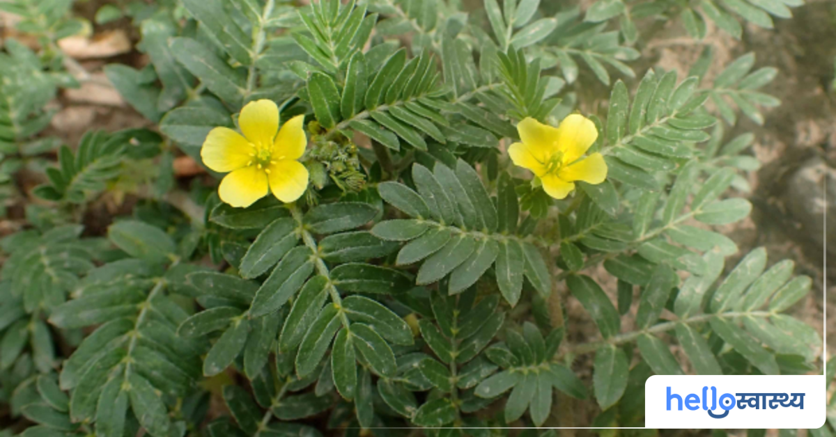 गोखरू के फायदे एवं नुकसान – Health Benefits of Gokhru (Gokshura) | हैलो ...