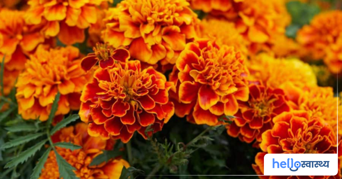Marigold : गेंदे का फूल क्या है? | हैलो स्वास्थ्य